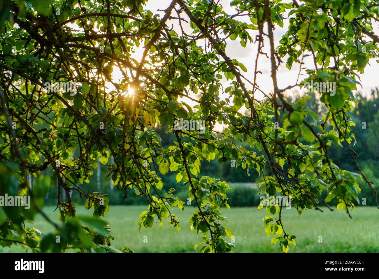 sunset behind apple tree in garden with sun rays in summer green meadow ...