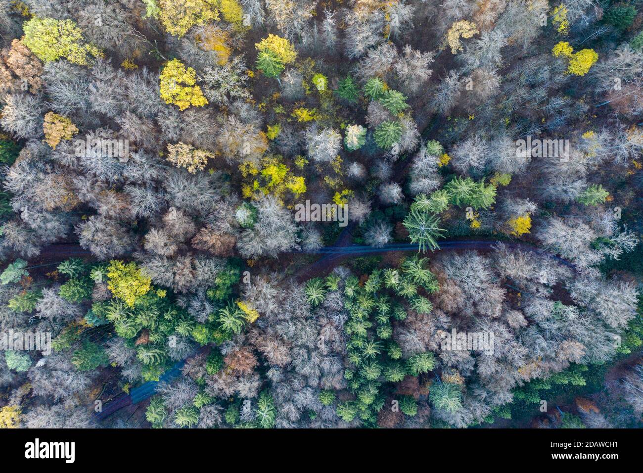 Aerial top view of trees with colorful autumn foliage in the forest Stock Photo - Alamy