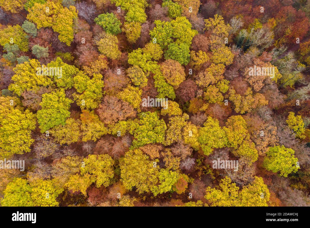 Aerial top view of trees with colorful autumn foliage in the forest Stock Photo - Alamy