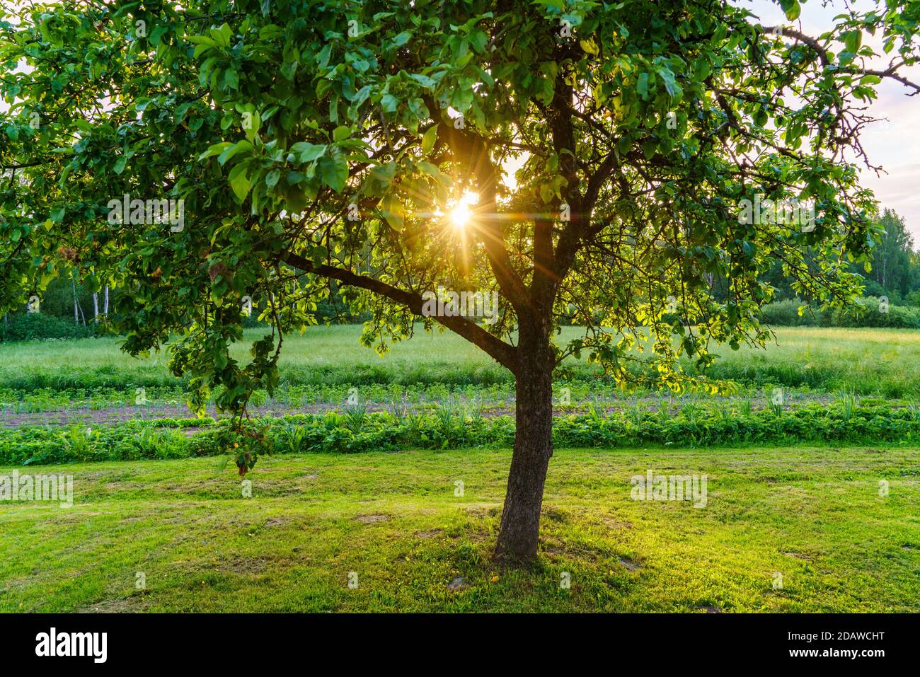 sunset behind apple tree in garden with sun rays in summer green meadow Stock Photo - Alamy