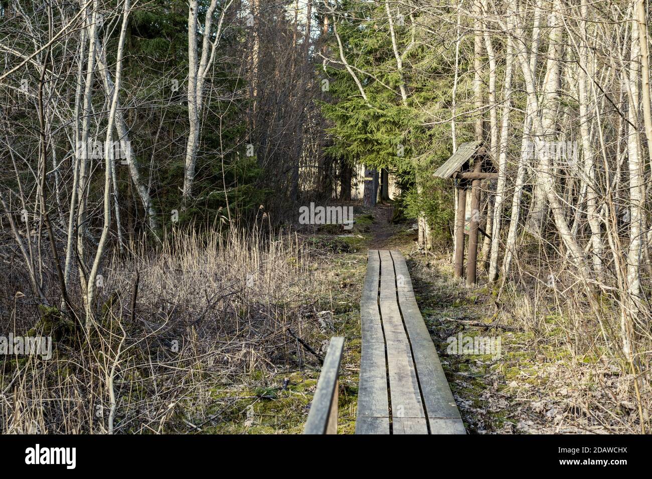 wooden boardwalk trail in green autumn forest with perspective and ...