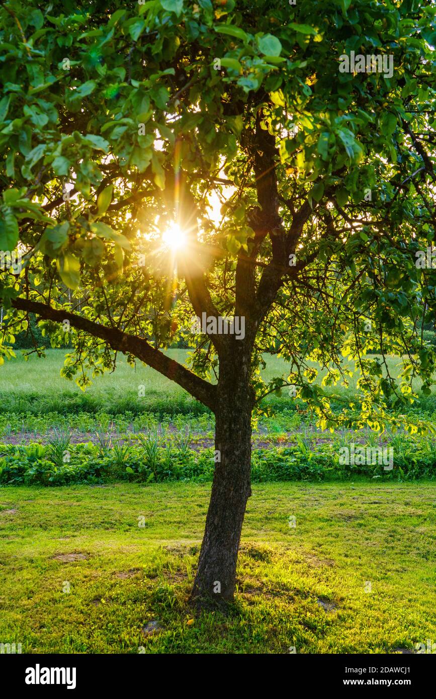 sunset behind apple tree in garden with sun rays in summer green meadow ...