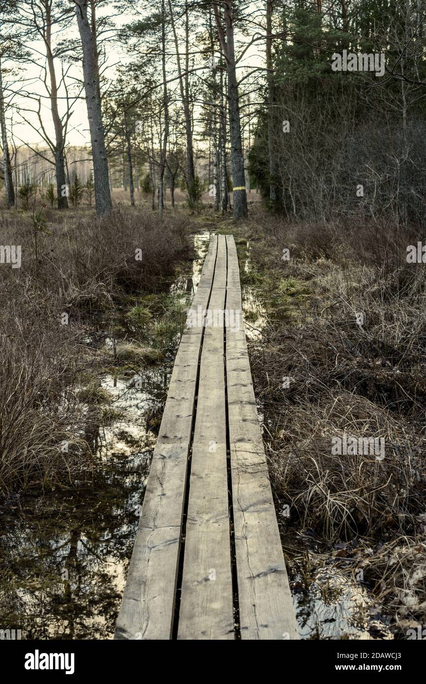 wooden boardwalk trail in green autumn forest with perspective and ...