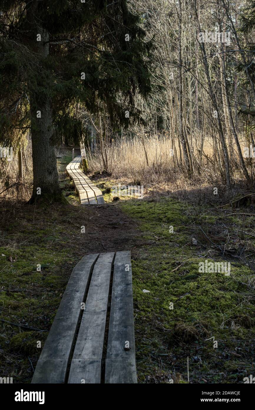wooden boardwalk trail in green autumn forest with perspective and ...