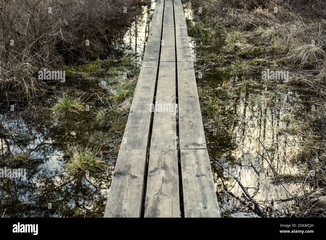 wooden boardwalk trail in green autumn forest with perspective and ...