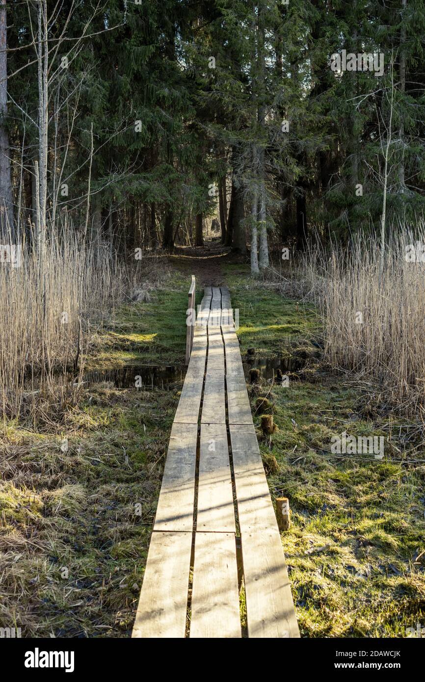 wooden boardwalk trail in green autumn forest with perspective and ...