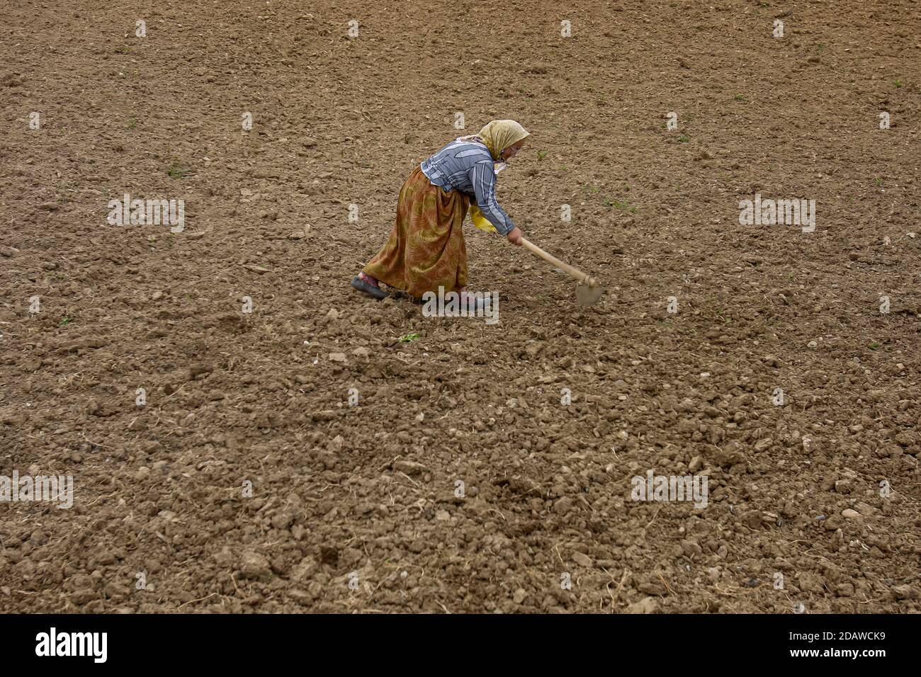 Traditional way of sowing corn in Bosnia and Herzegovina Stock Photo ...