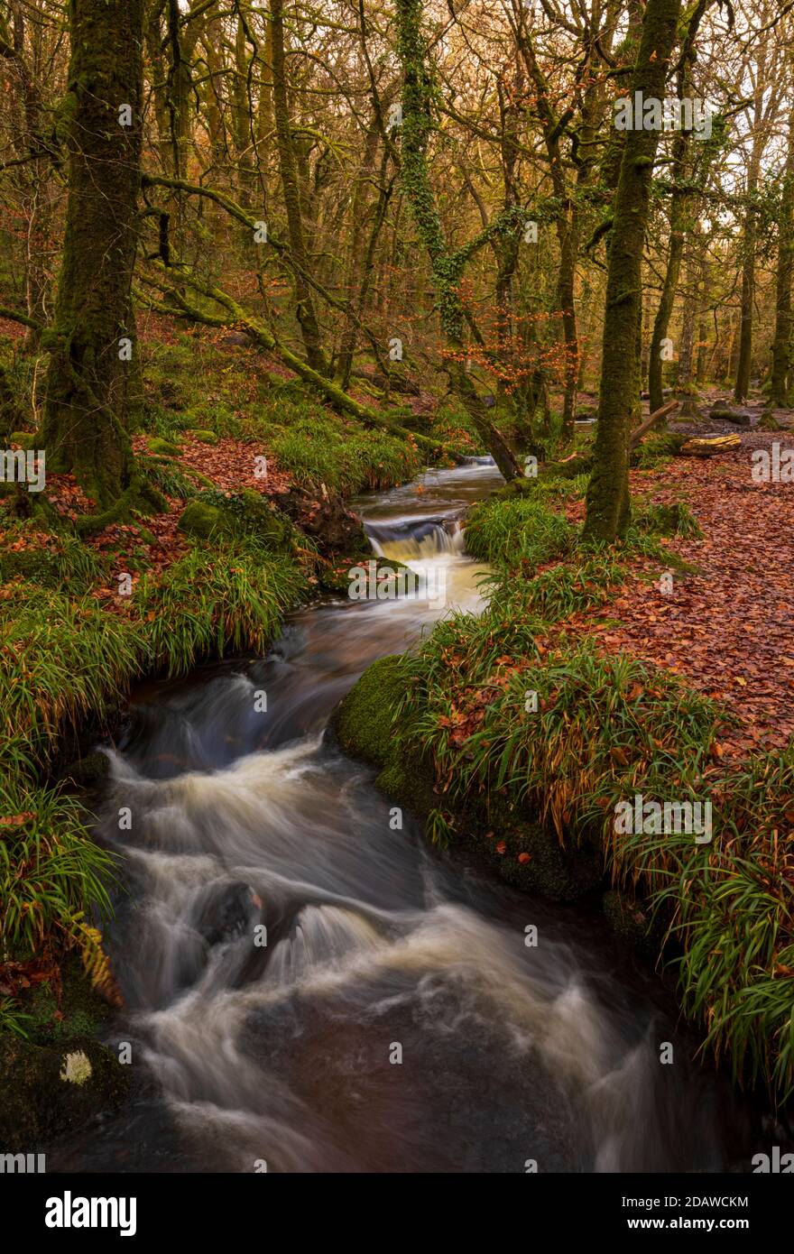 Autumn at Golitha Falls Stock Photo - Alamy
