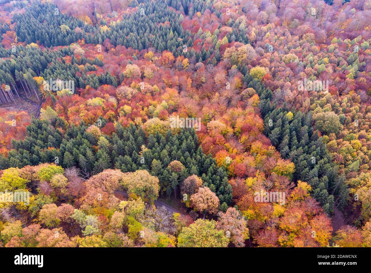 Aerial top view of trees with colorful autumn foliage in the forest Stock Photo - Alamy
