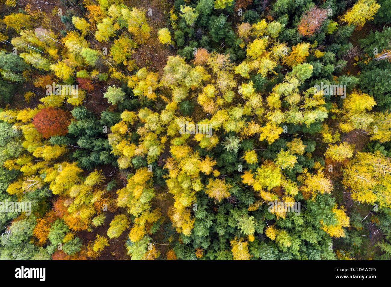 Aerial top view of trees with colorful autumn foliage in the forest ...