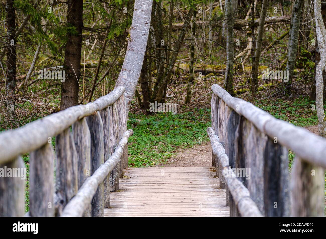 wooden boardwalk trail in green autumn forest with perspective and ...