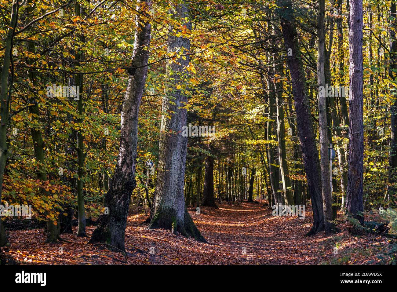 Beech trees fagus sylvatica in hi-res stock photography and images - Alamy