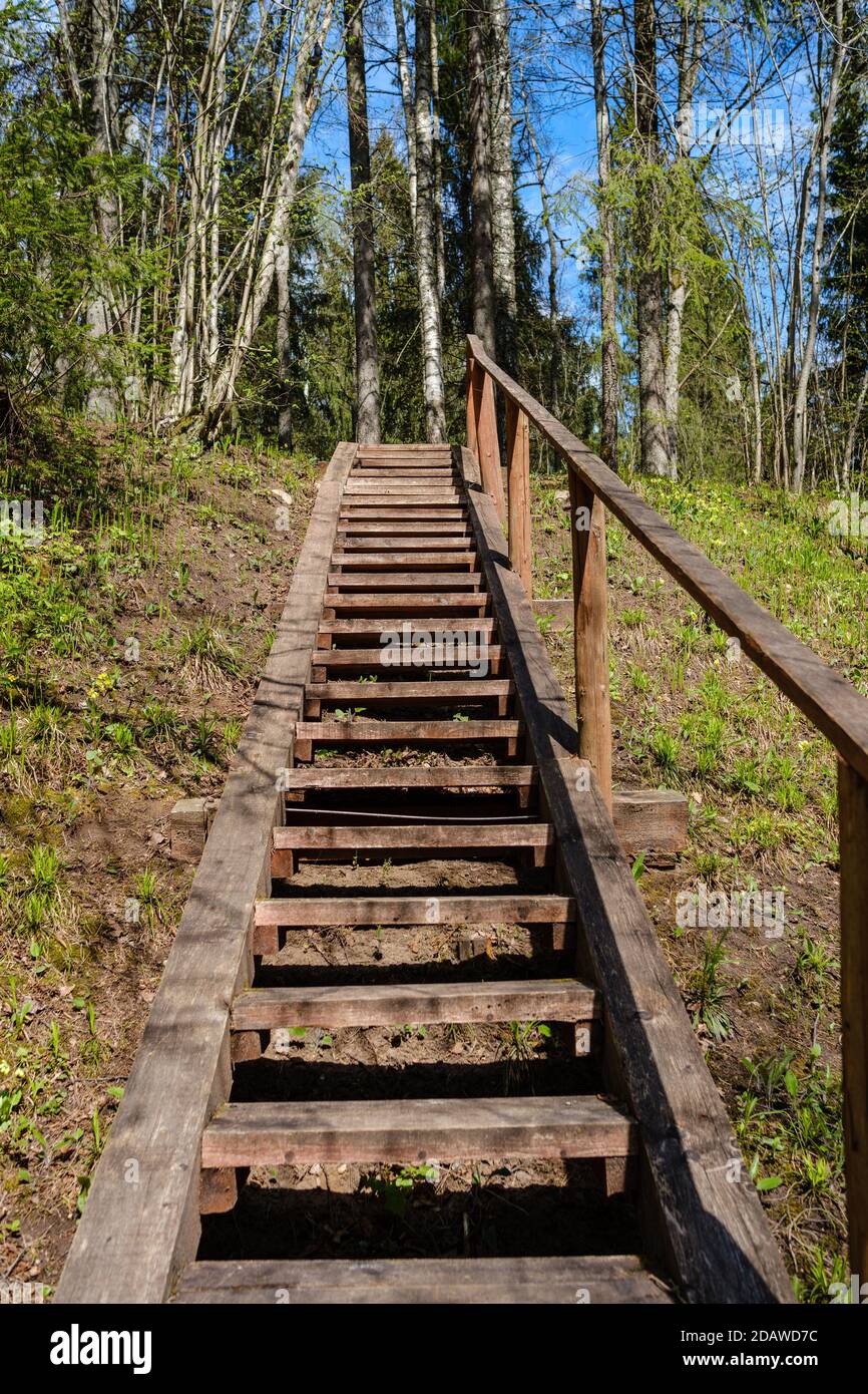 wooden boardwalk trail in green autumn forest with perspective and ...