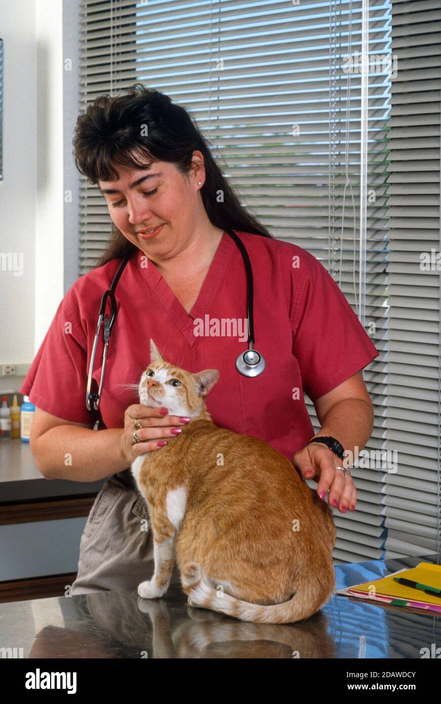 Female veterinarian examines household pet cat, USA Stock Photo - Alamy