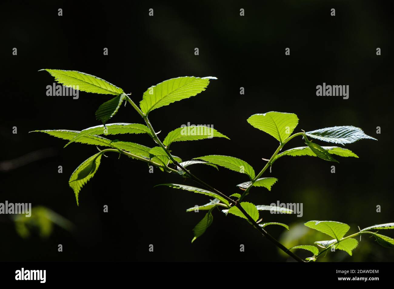 beautiful green summer plant leaf on dark background with sun rays and ...