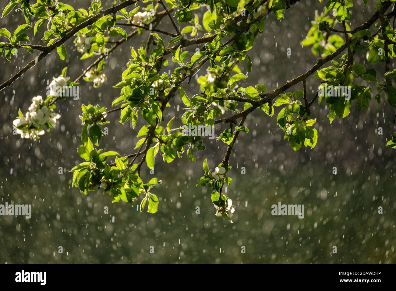 sun rays on apple tree leaves in garden with rain in background ...