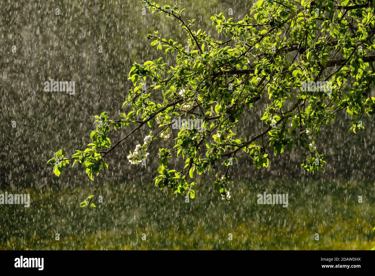 sun rays on apple tree leaves in garden with rain in background ...