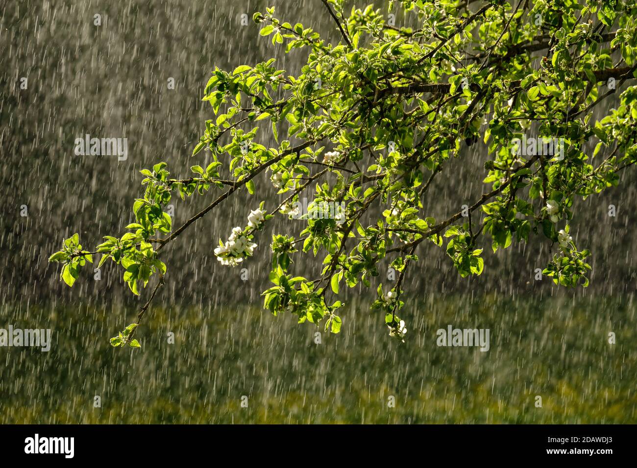 sun rays on apple tree leaves in garden with rain in background ...