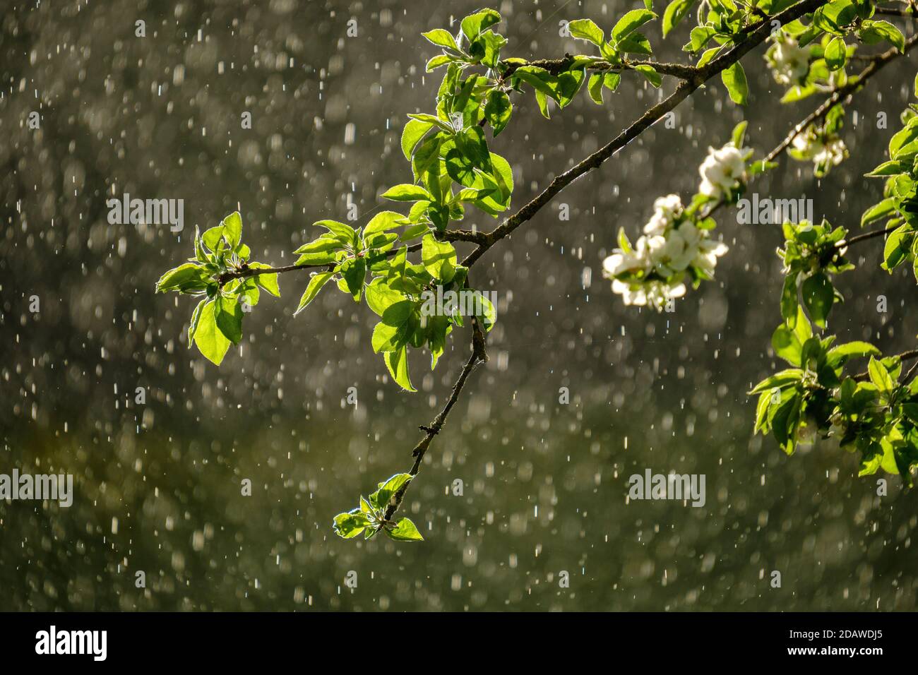 sun rays on apple tree leaves in garden with rain in background ...