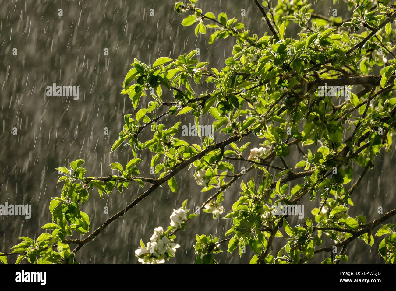 sun rays on apple tree leaves in garden with rain in background ...