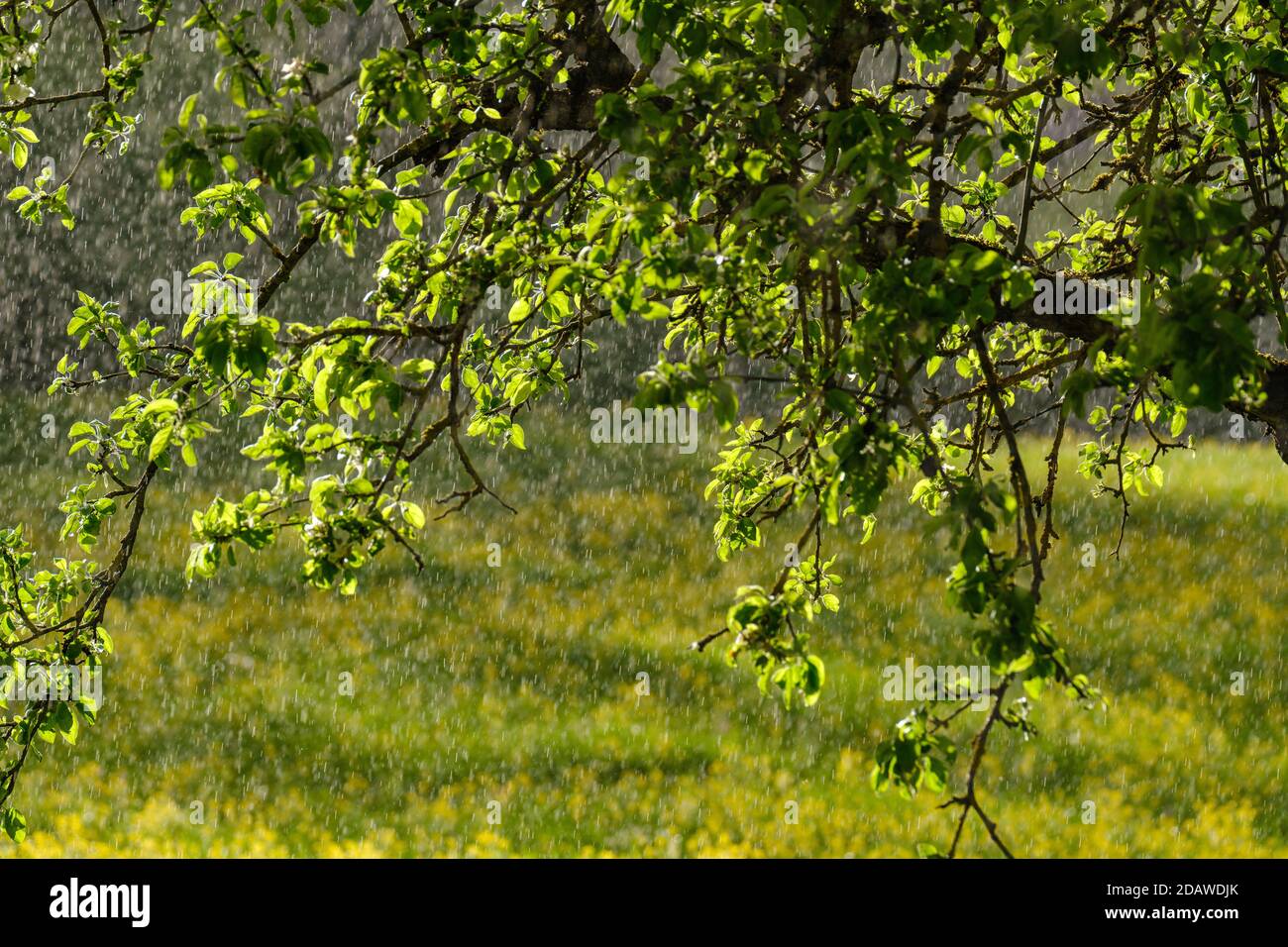 sun rays on apple tree leaves in garden with rain in background ...