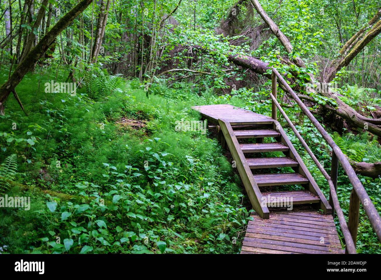 wooden boardwalk trail in green autumn forest with perspective and ...