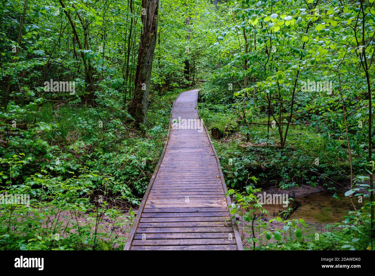 wooden boardwalk trail in green autumn forest with perspective and ...