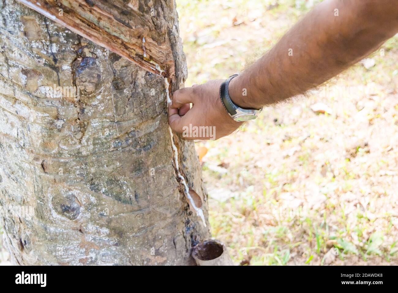 India rubber plant hi-res stock photography and images - Alamy
