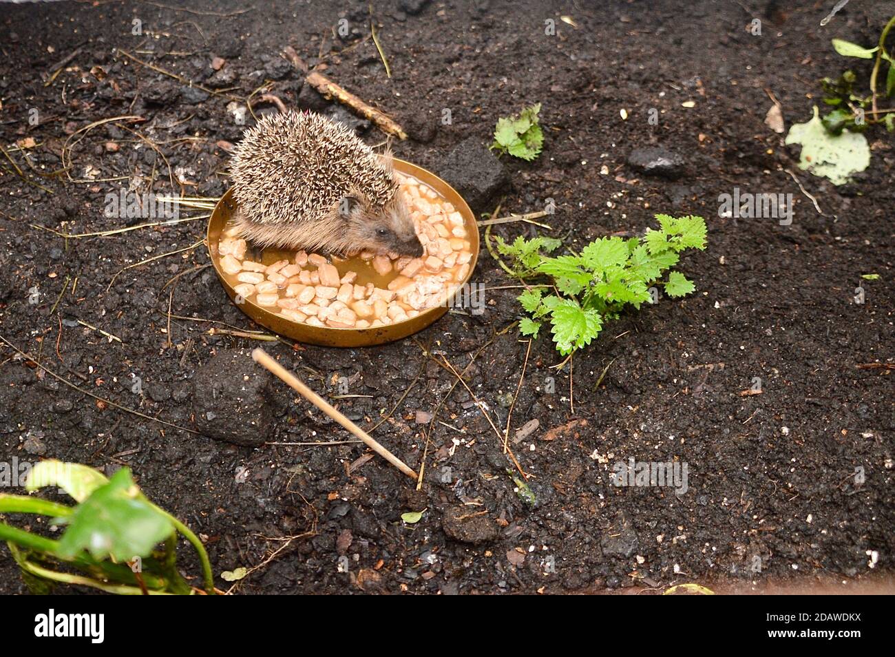 Igel beim fressen hi-res stock photography and images - Alamy