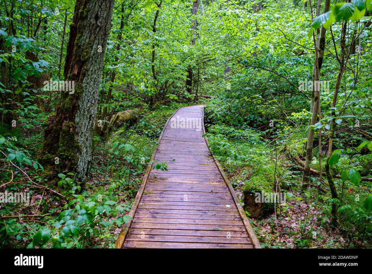 wooden boardwalk trail in green autumn forest with perspective and ...