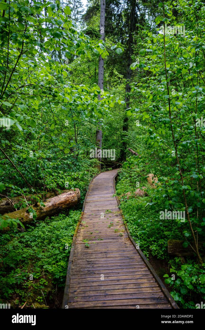wooden boardwalk trail in green autumn forest with perspective and ...