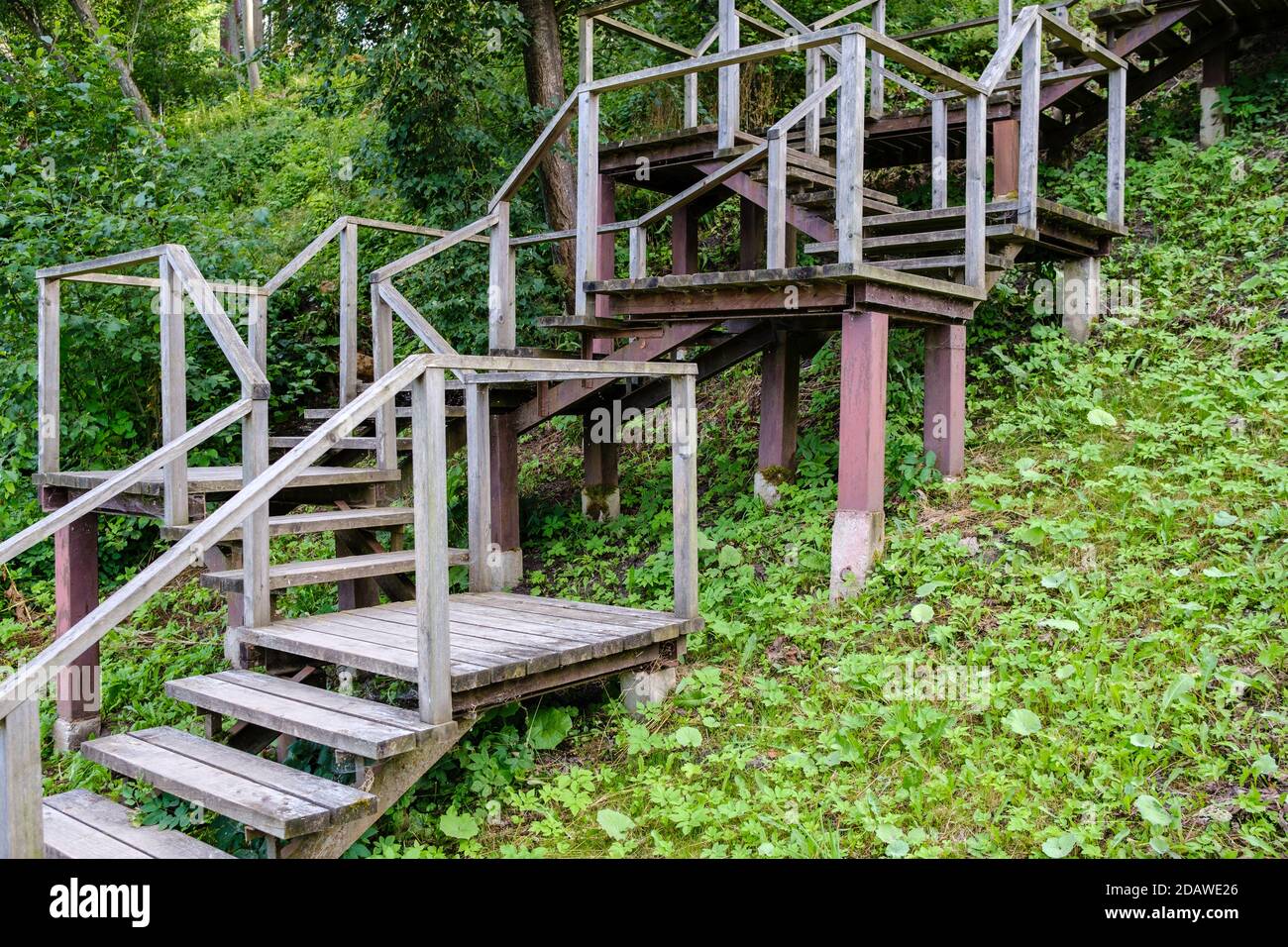 wooden boardwalk trail in green autumn forest with perspective and ...