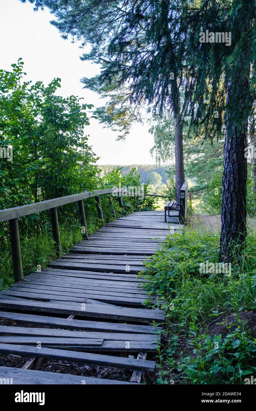 wooden boardwalk trail in green autumn forest with perspective and ...