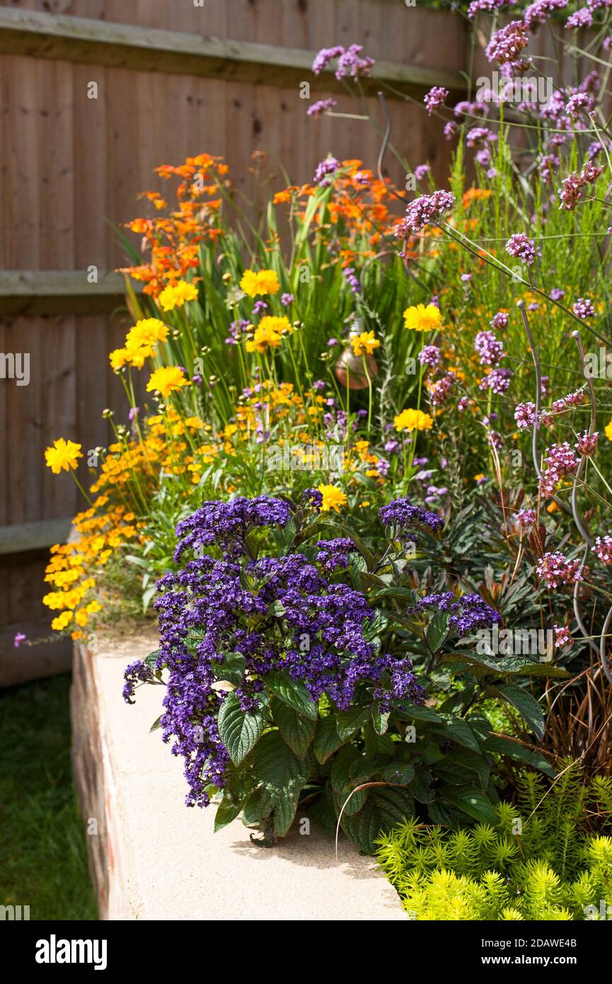 Heliotrope Dwarf Marine, Heliotropium arborescens with Coreopsis ...