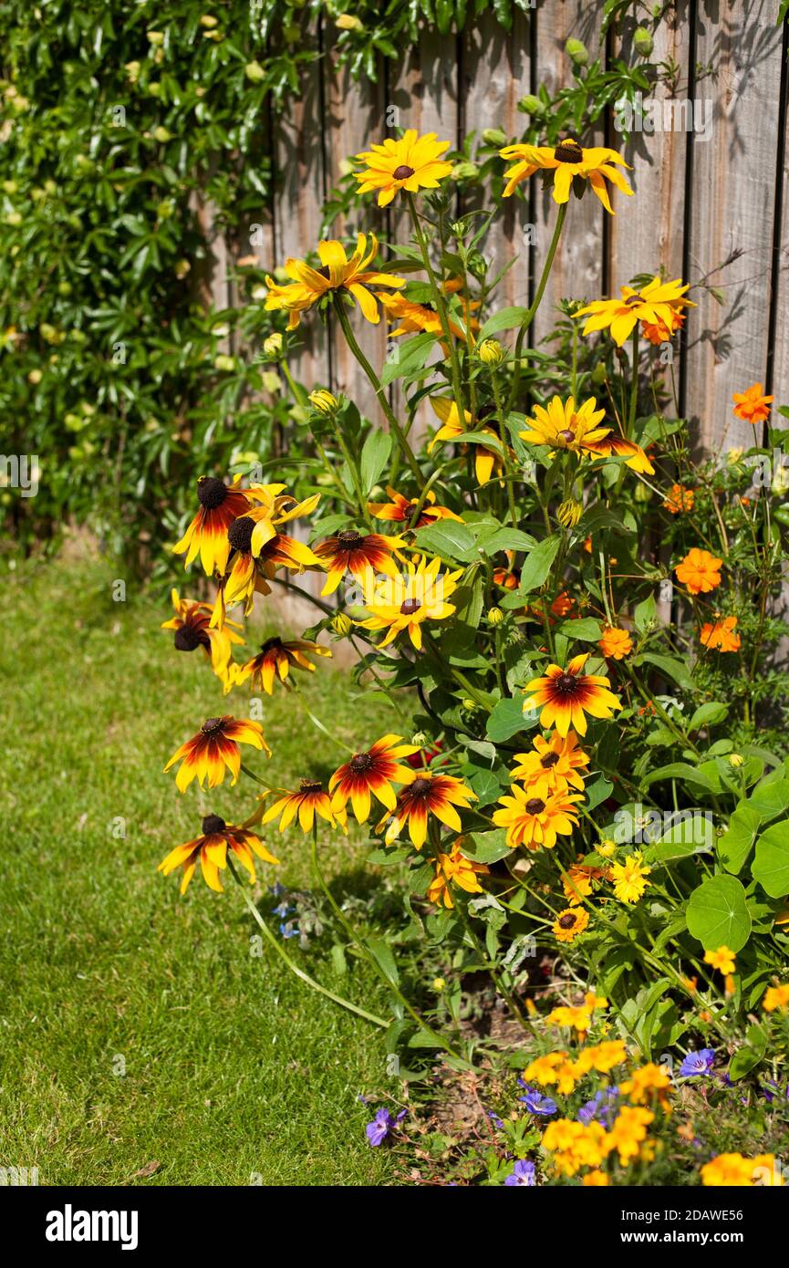 Rudbeckia 'All Sorts Mixed', Coneflowers in bloom in a garden border ...
