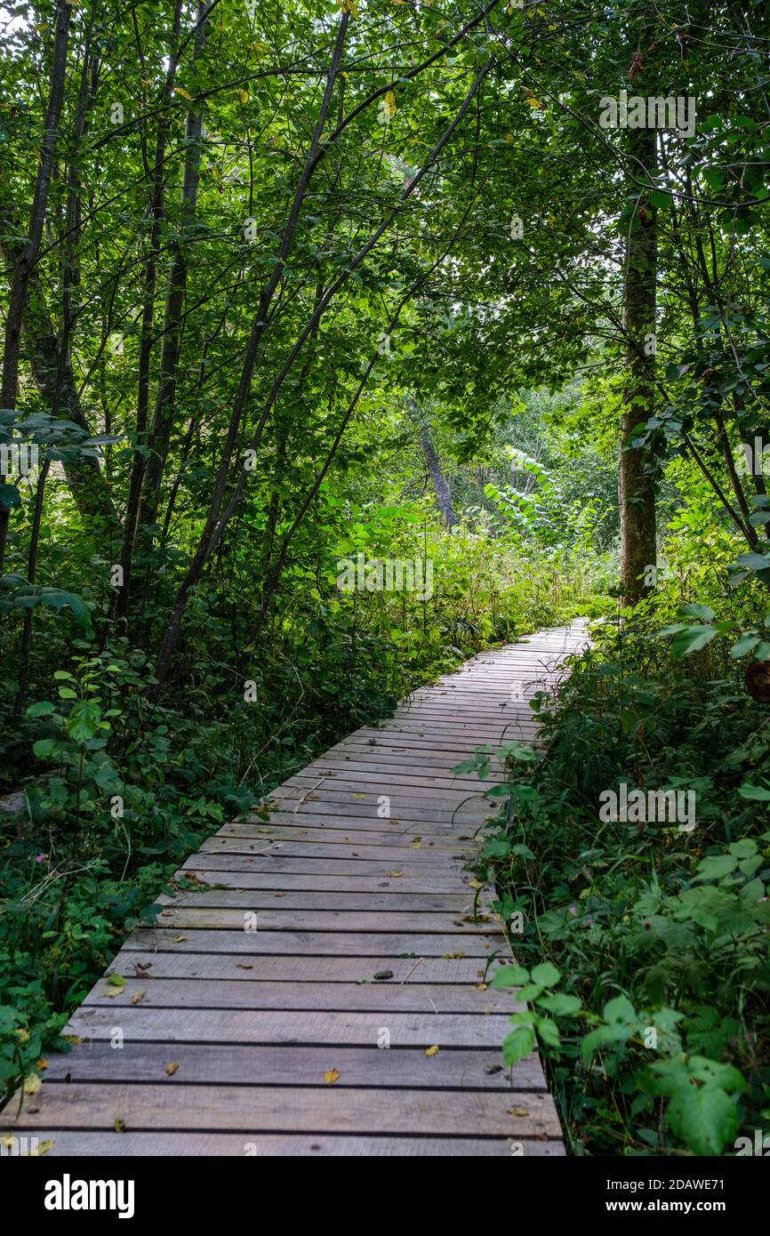 wooden boardwalk trail in green autumn forest with perspective and ...