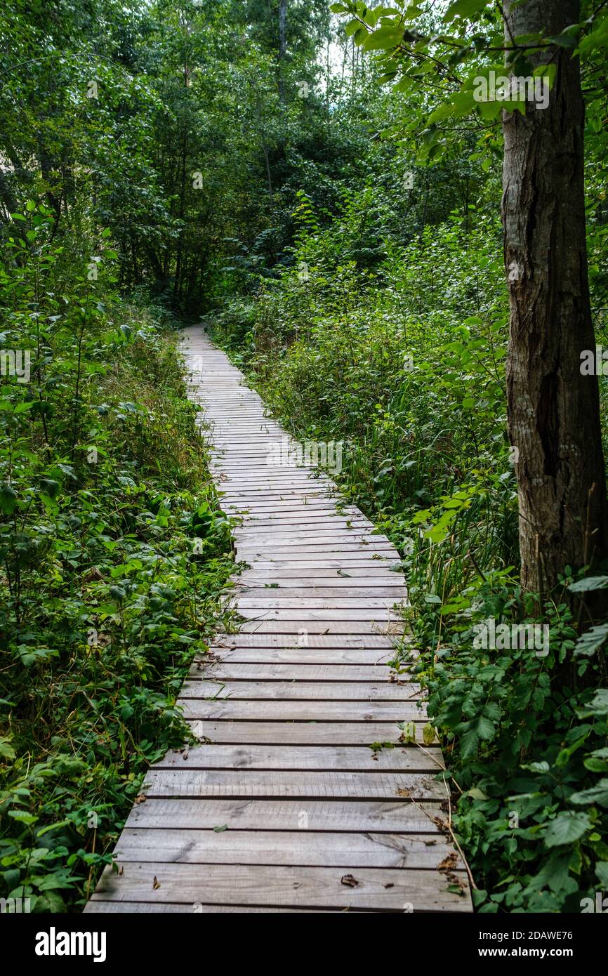 wooden boardwalk trail in green autumn forest with perspective and ...
