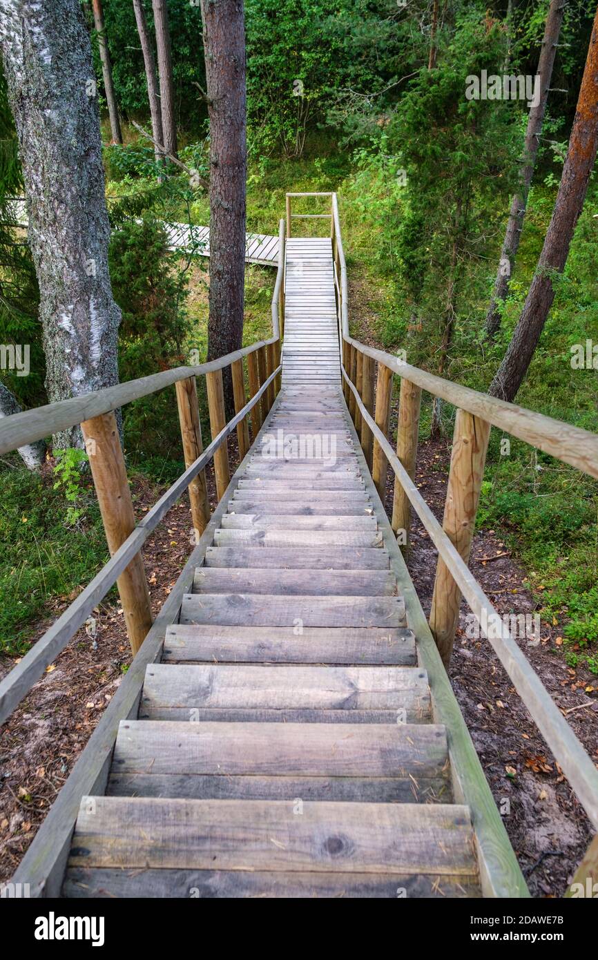 wooden boardwalk trail in green autumn forest with perspective and ...