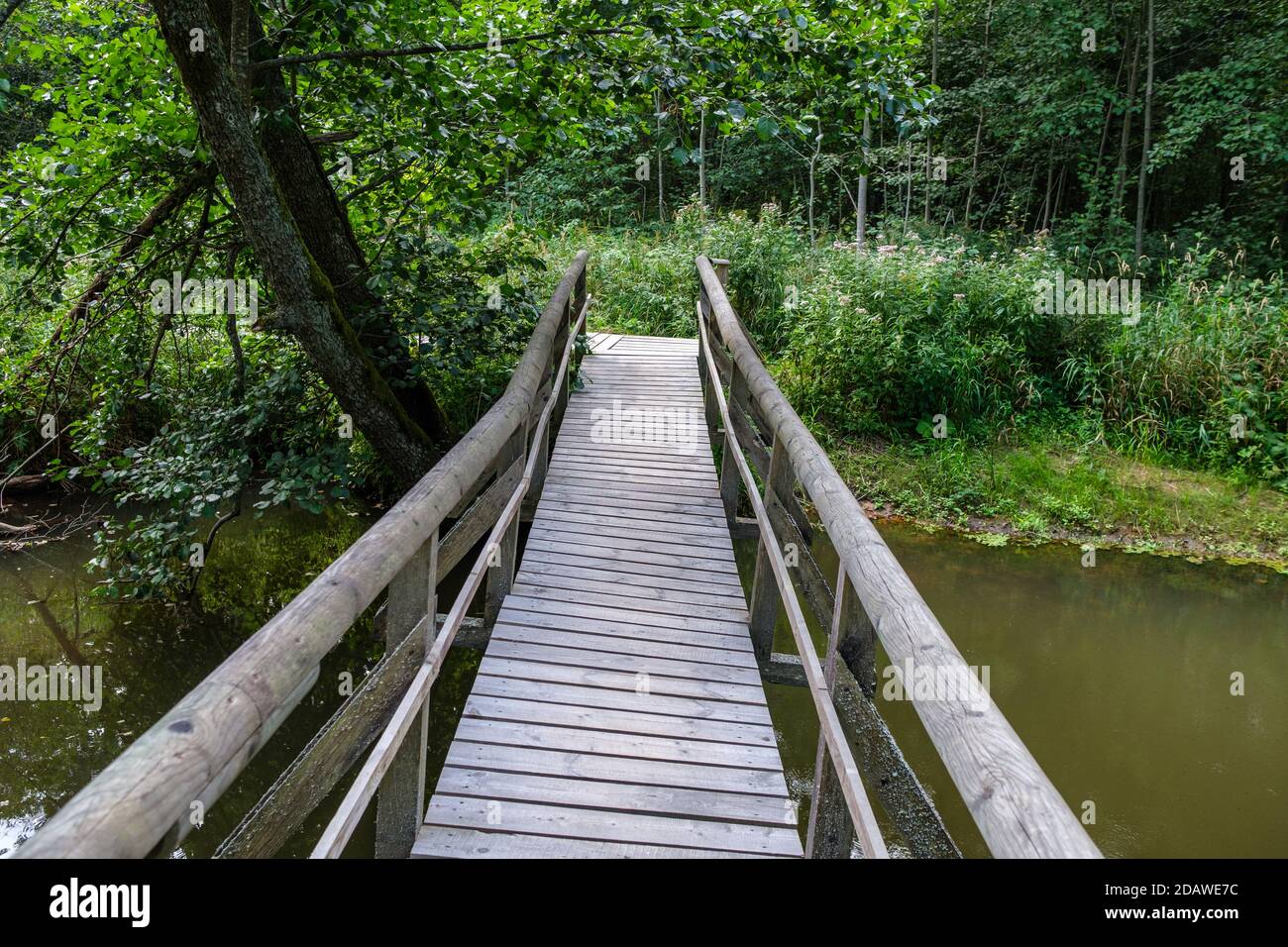 wooden boardwalk trail in green autumn forest with perspective and ...