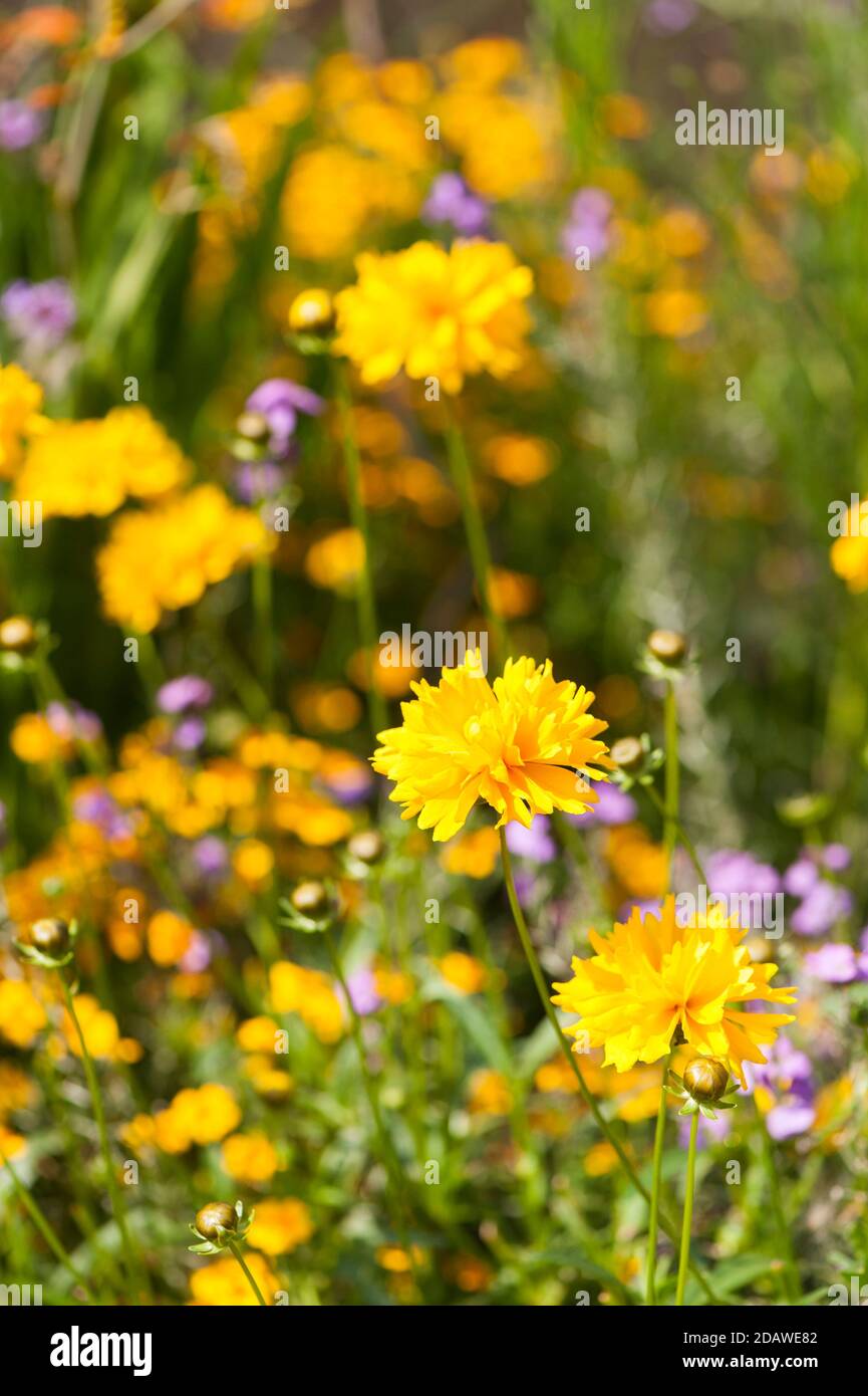 Coreopsis grandiflora 'Early Sunrise' (Tickseed Stock Photo - Alamy