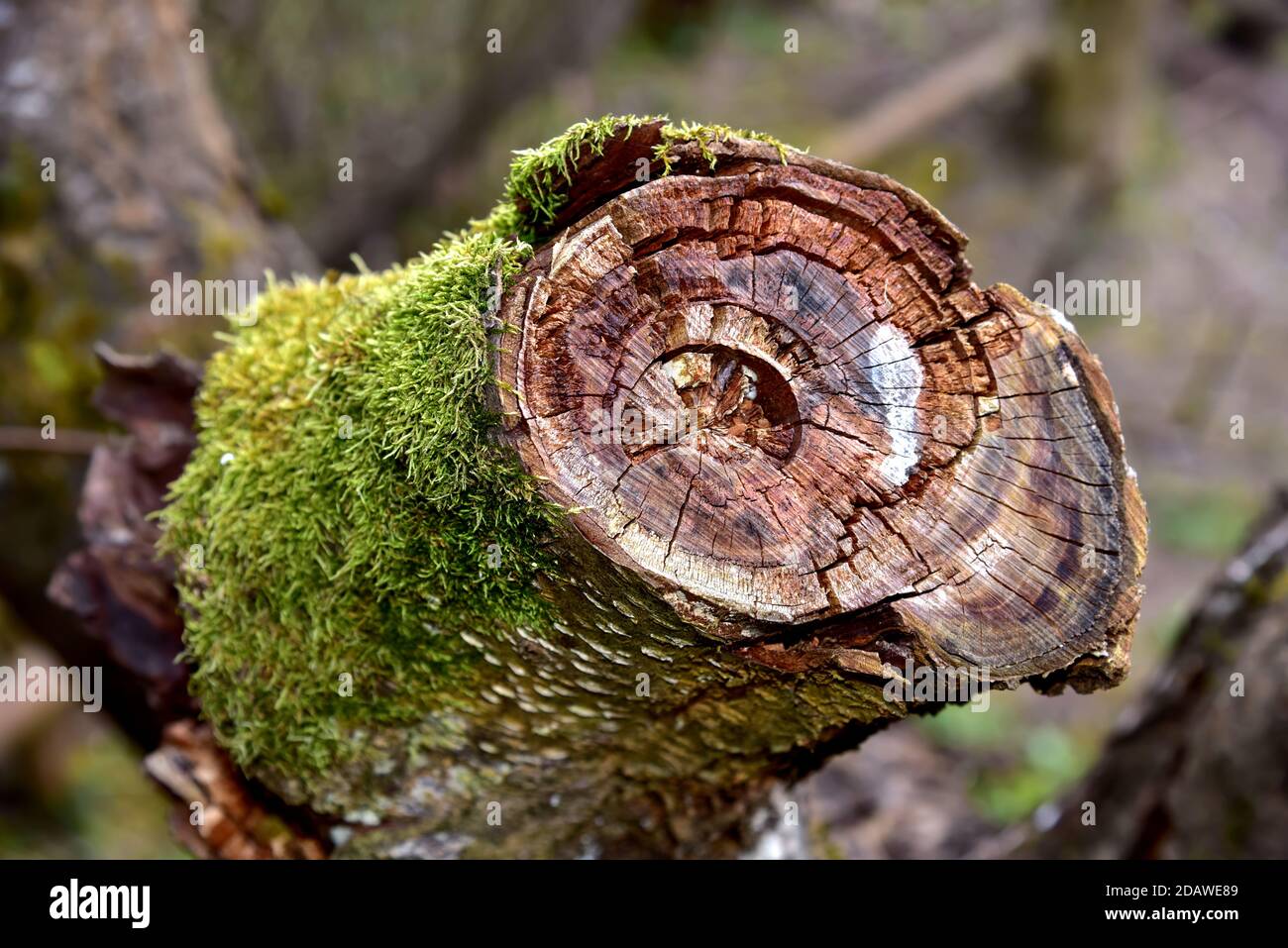Old dry tree trunk covered with mold moss. Background of a rotten stump ...