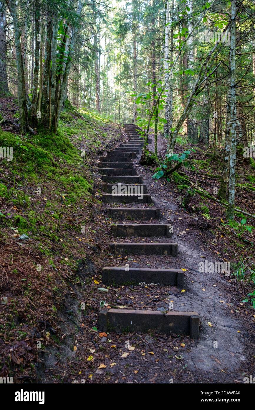 wooden boardwalk trail in green autumn forest with perspective and ...