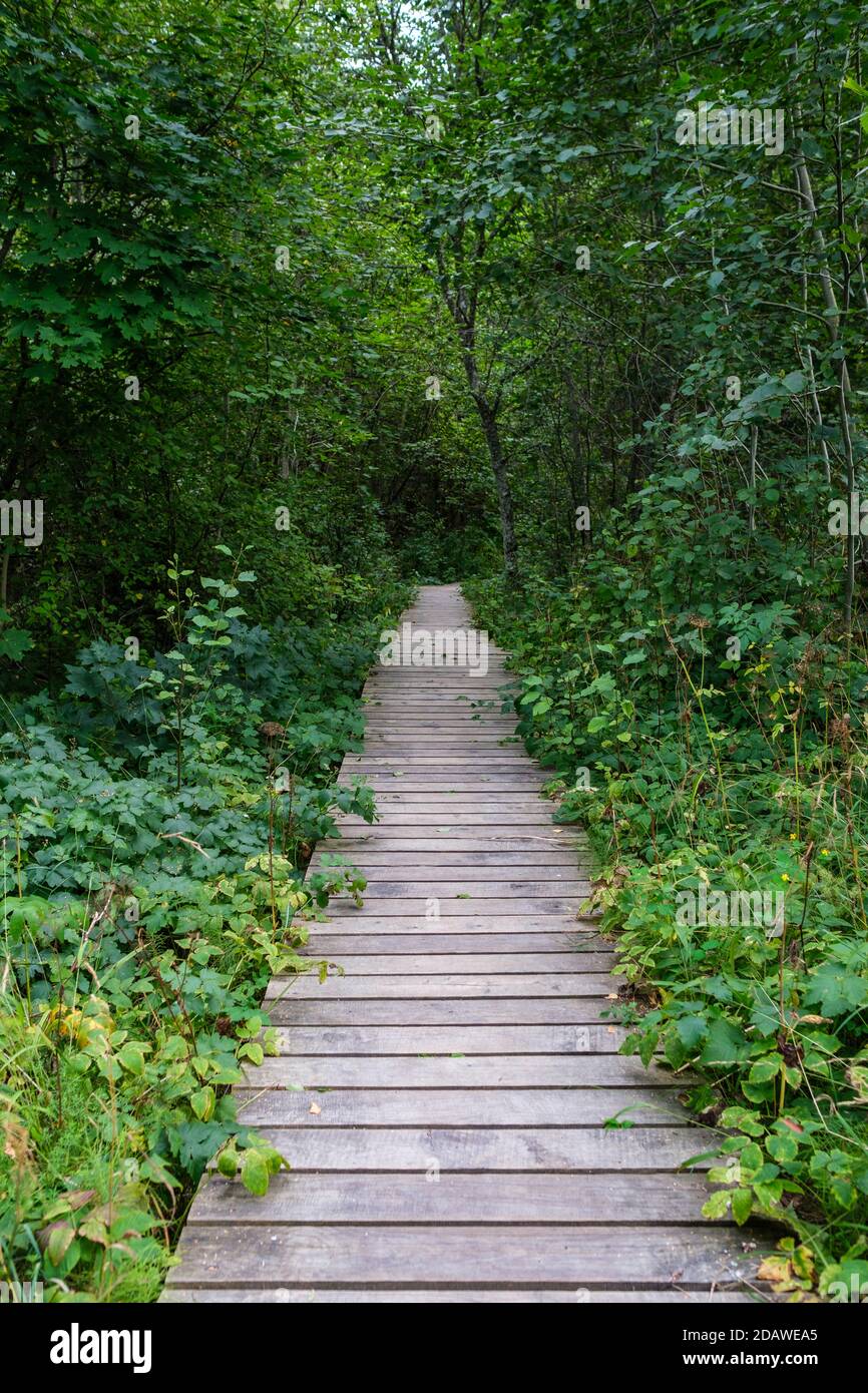 wooden boardwalk trail in green autumn forest with perspective and ...