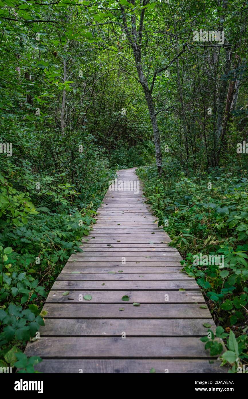 wooden boardwalk trail in green autumn forest with perspective and ...