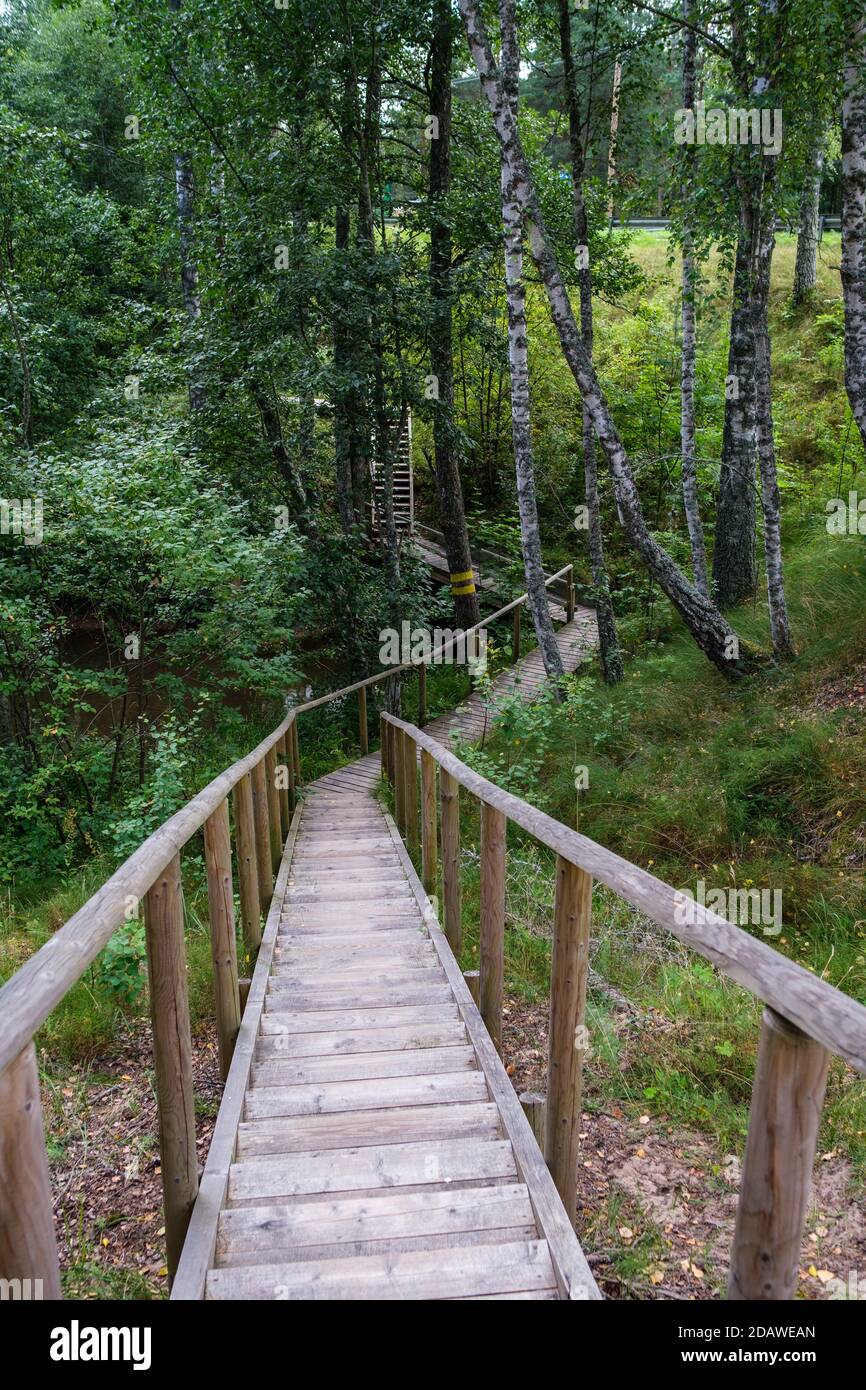 wooden boardwalk trail in green autumn forest with perspective and ...