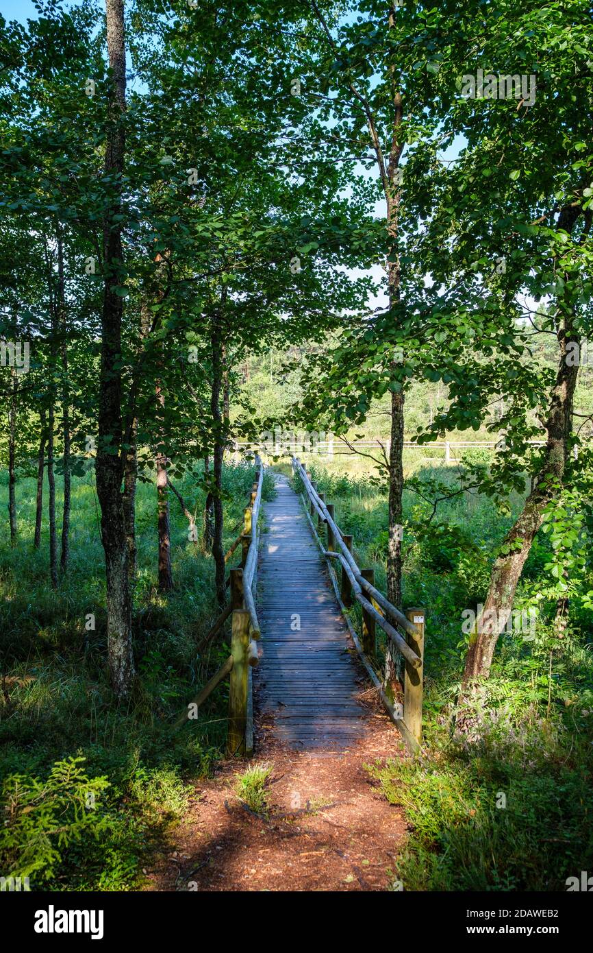 wooden boardwalk trail in green autumn forest with perspective and ...