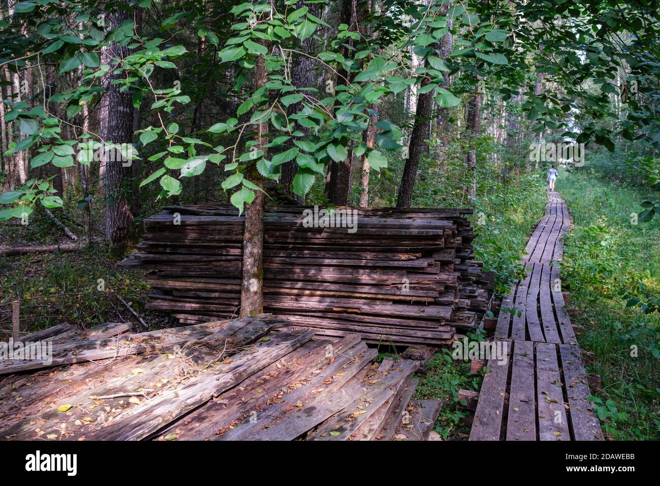 wooden boardwalk trail in green autumn forest with perspective and ...