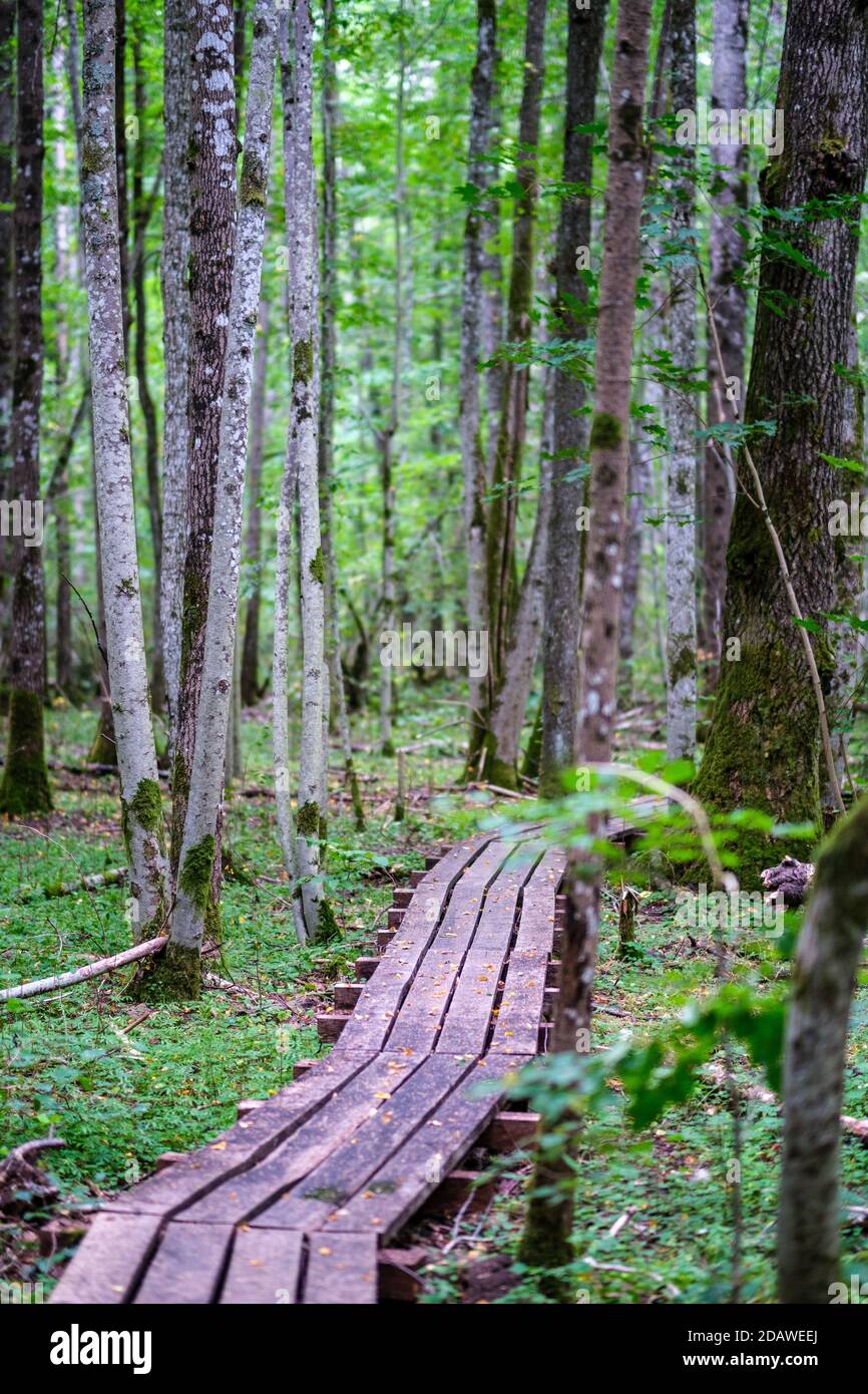 wooden boardwalk trail in green autumn forest with perspective and ...