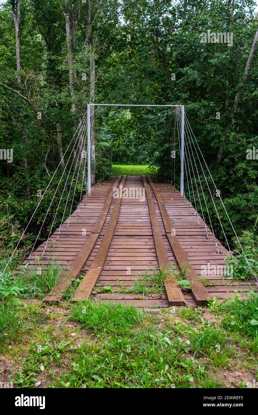 wooden boardwalk trail in green autumn forest with perspective and ...