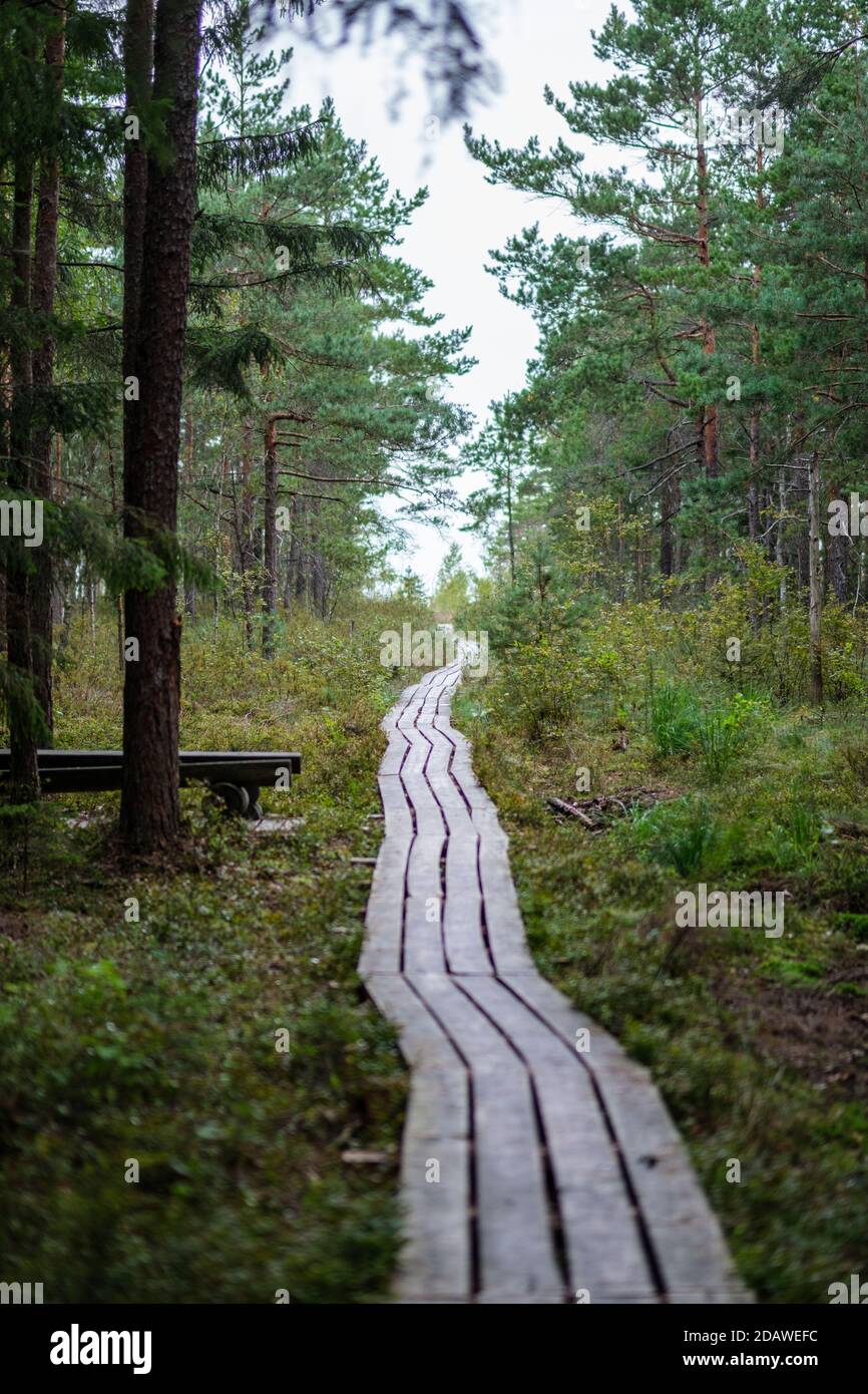 wooden boardwalk trail in green autumn forest with perspective and ...
